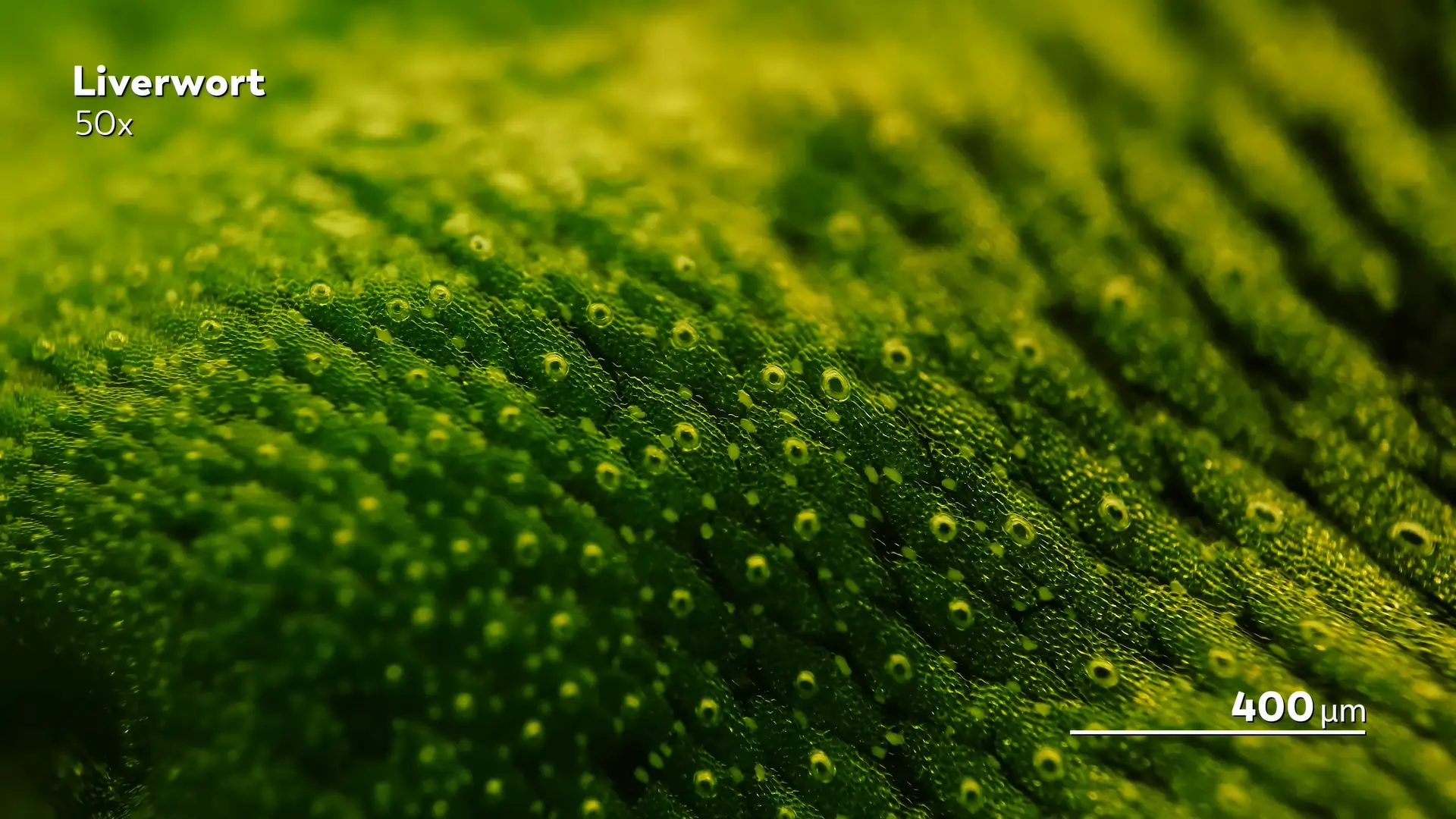 The Fascinating World Of Liverworts: Structure, Habitat, And Reproduction