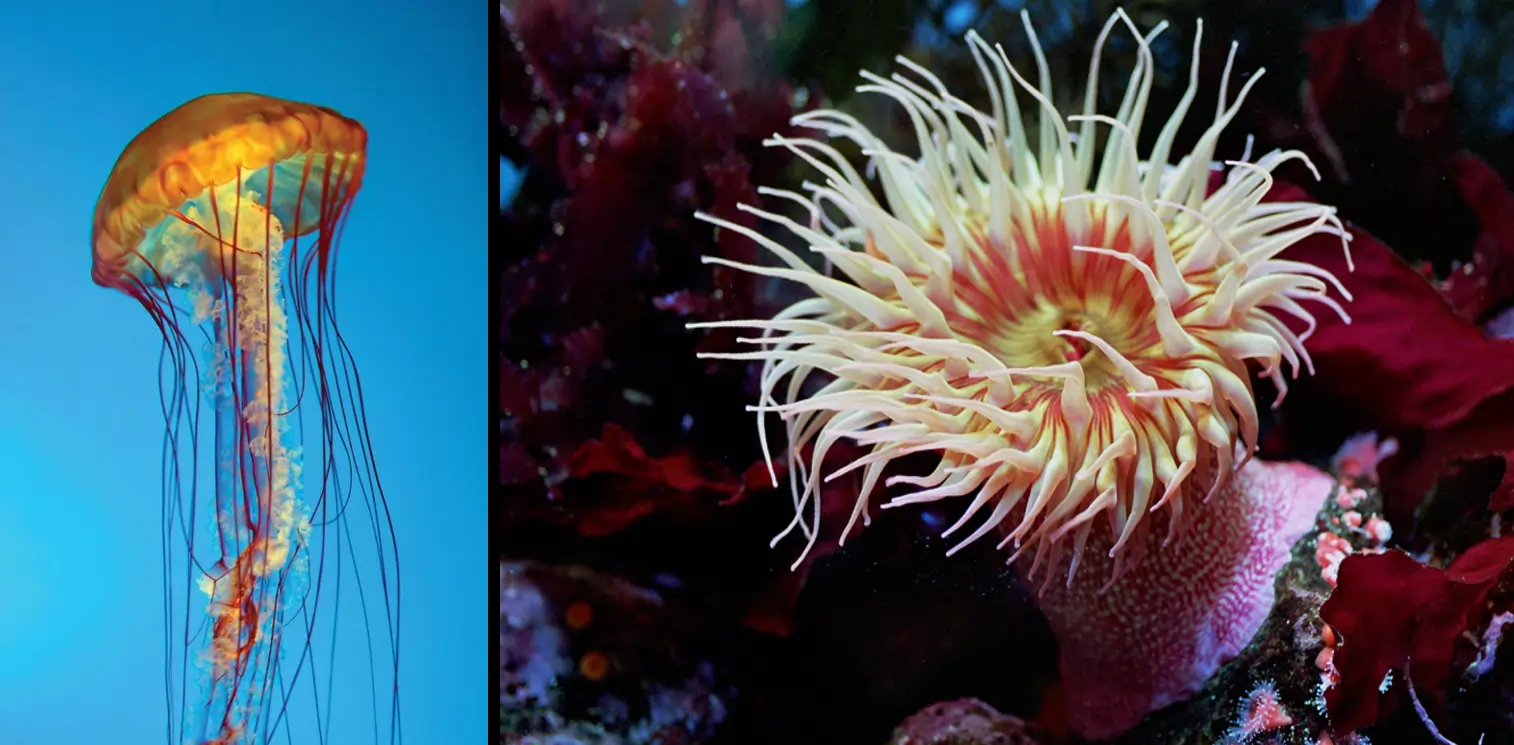 Diploblastic Animals: A Fascinating Insight Into Primitive ...