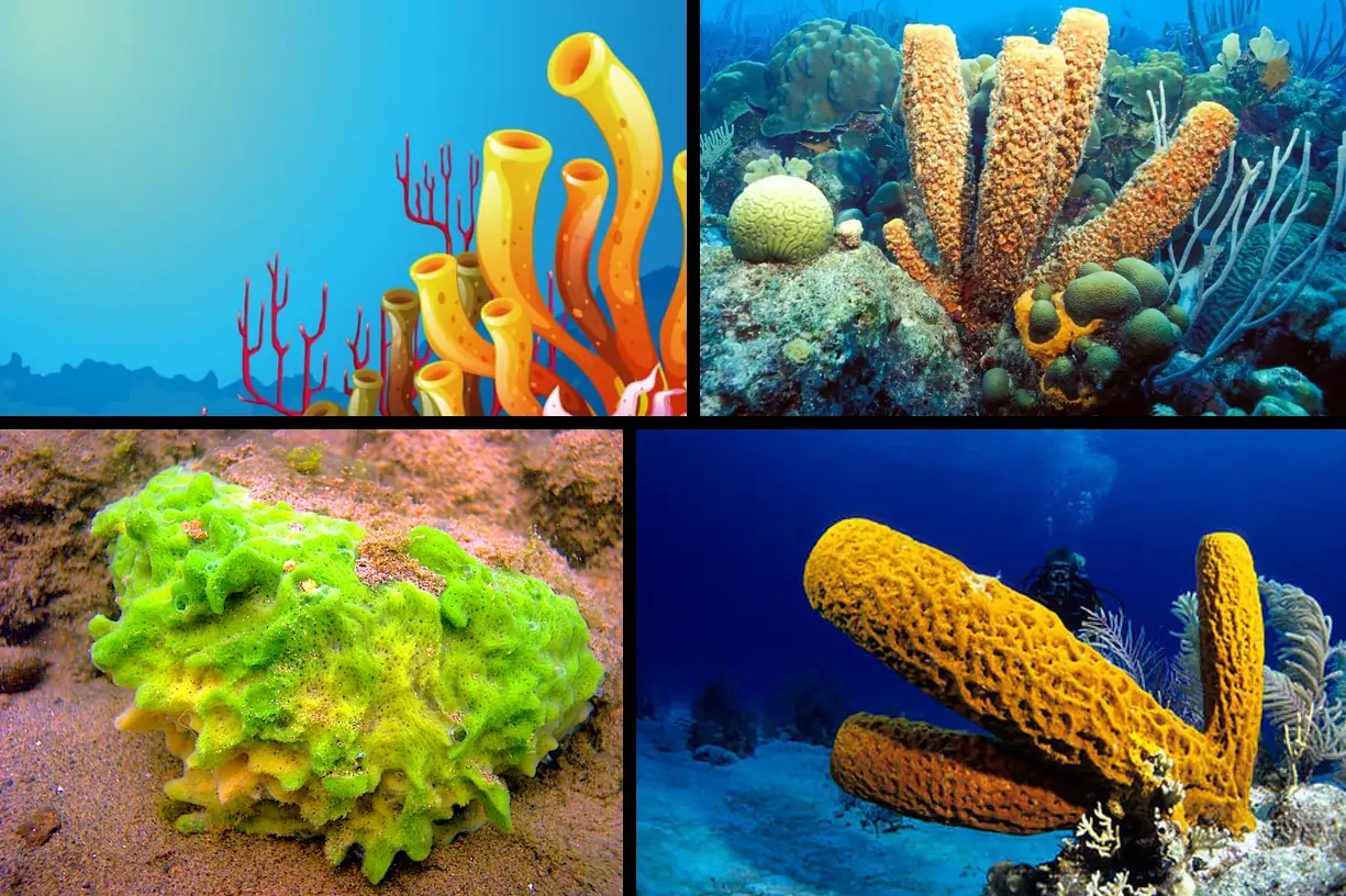 Phylum Porifera: Characteristics, And Examples Of The Pore Bearing ...