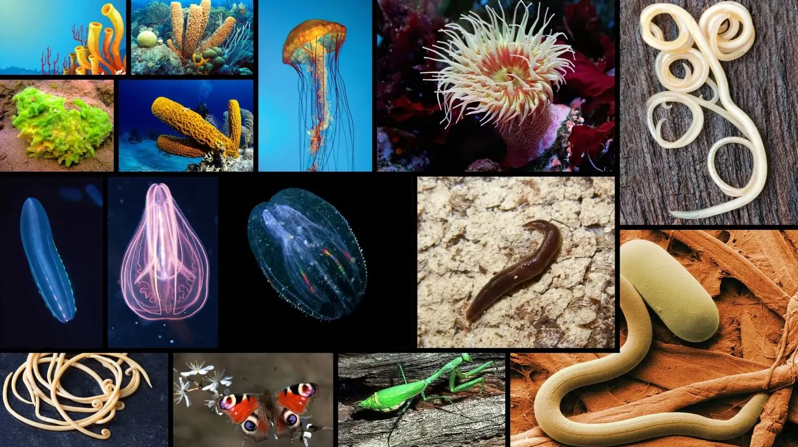 Invertebrates: The Backbone-Less Wonders Of The Animal Kingdom With ...