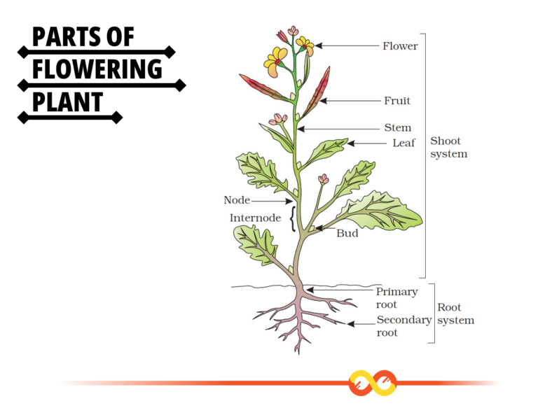 Regions Of A True Root: A Comprehensive Analysis