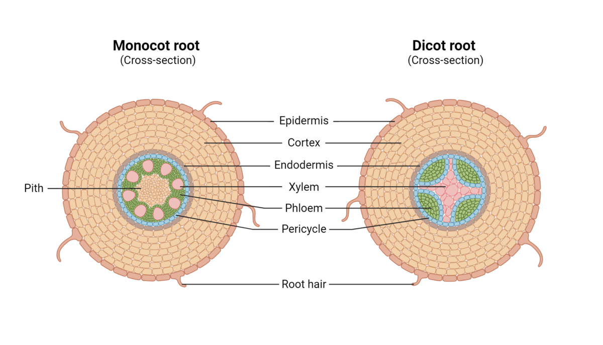 Difference between Dicot and Monocot Root: A Detailed Exploration - Examsmeta