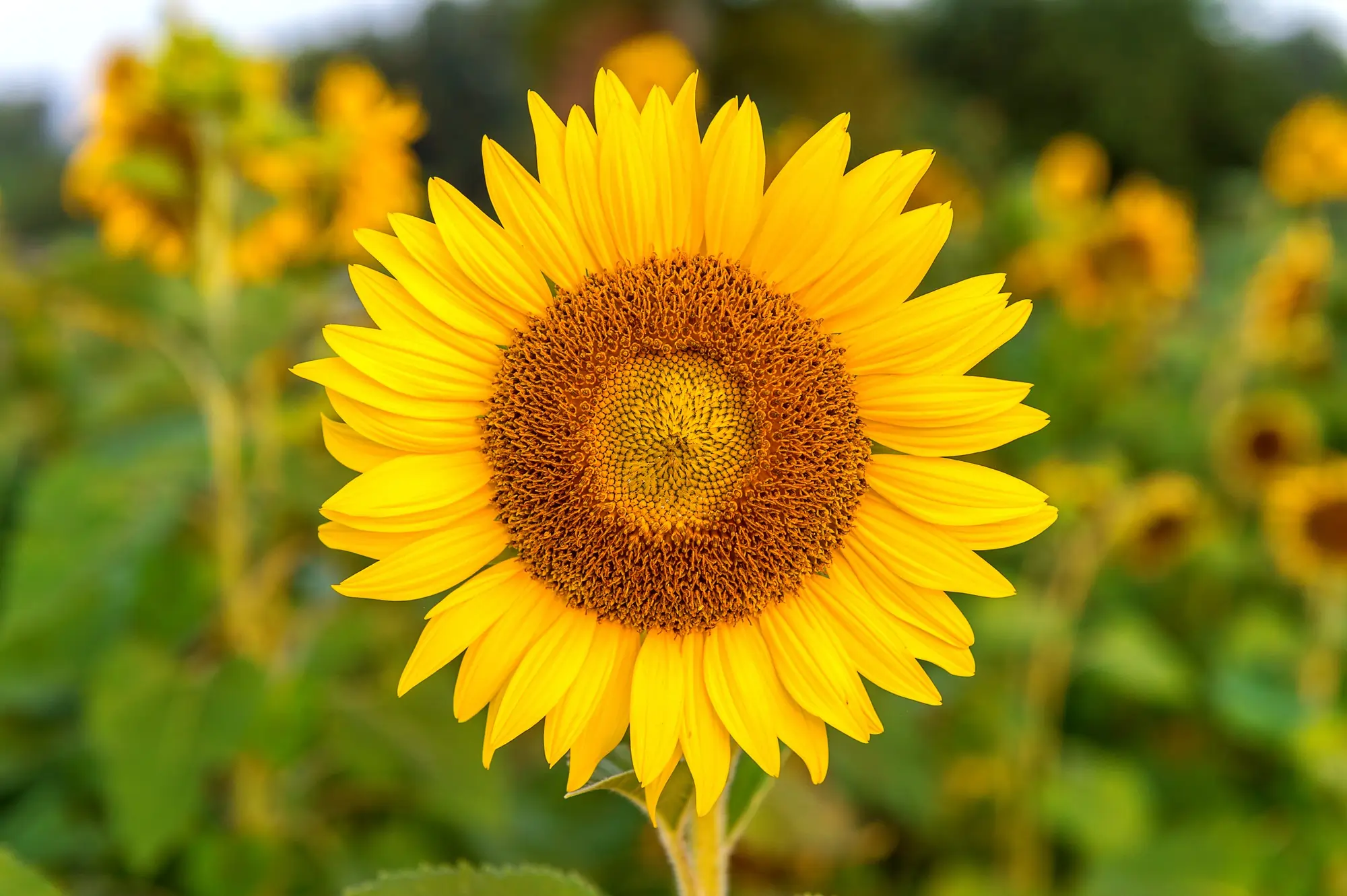 Determinate Inflorescence: A Comprehensive Exploration