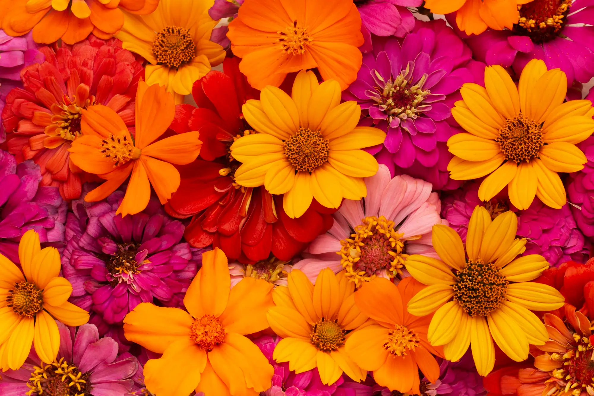 Morphology Of Flowers: A Comprehensive Guide To Structure, Parts, And ...