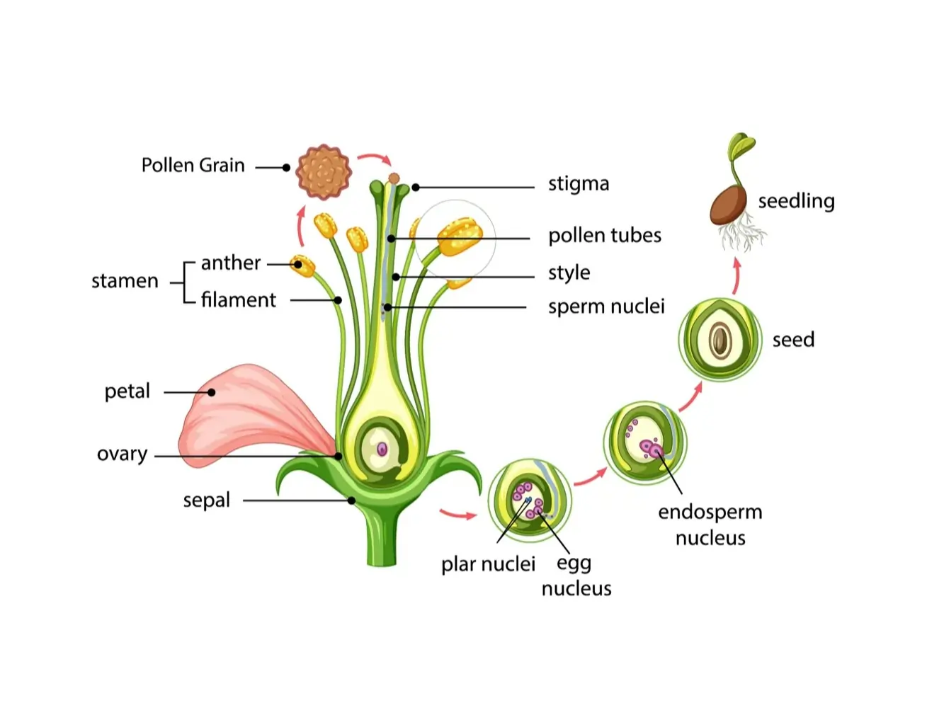 Gynoecium: The Female Reproductive Core Of Flowering Plants With ...