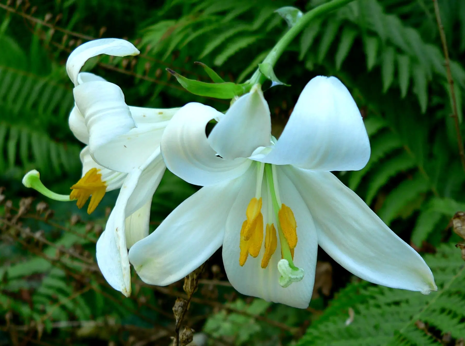 Liliaceae Family: Morphology, Floral Characteristics, & Economic ...