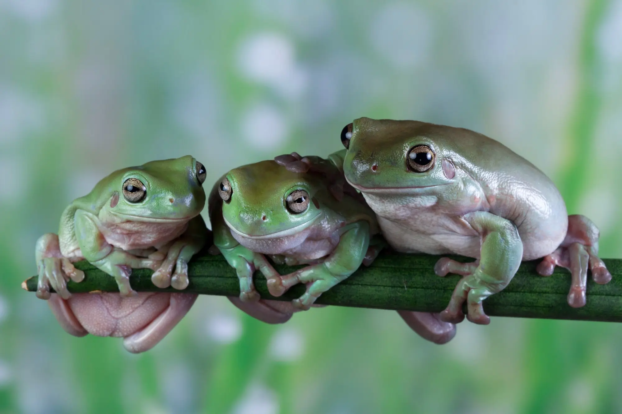 Structural Organization In Animals: A Comprehensive Exploration Of ...