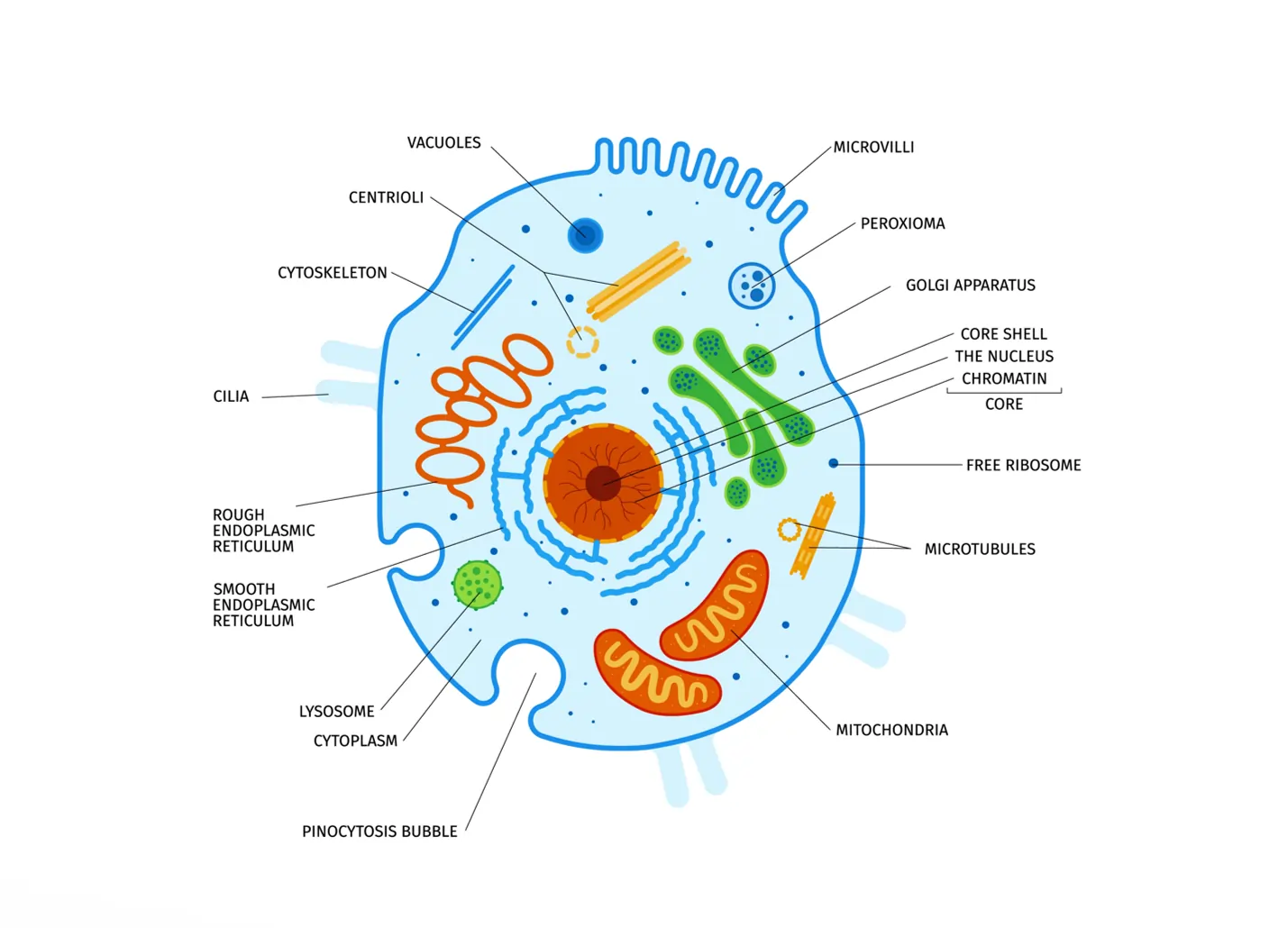 Eukaryotic Cells Explained: Definition, Structure, Functions, And ...
