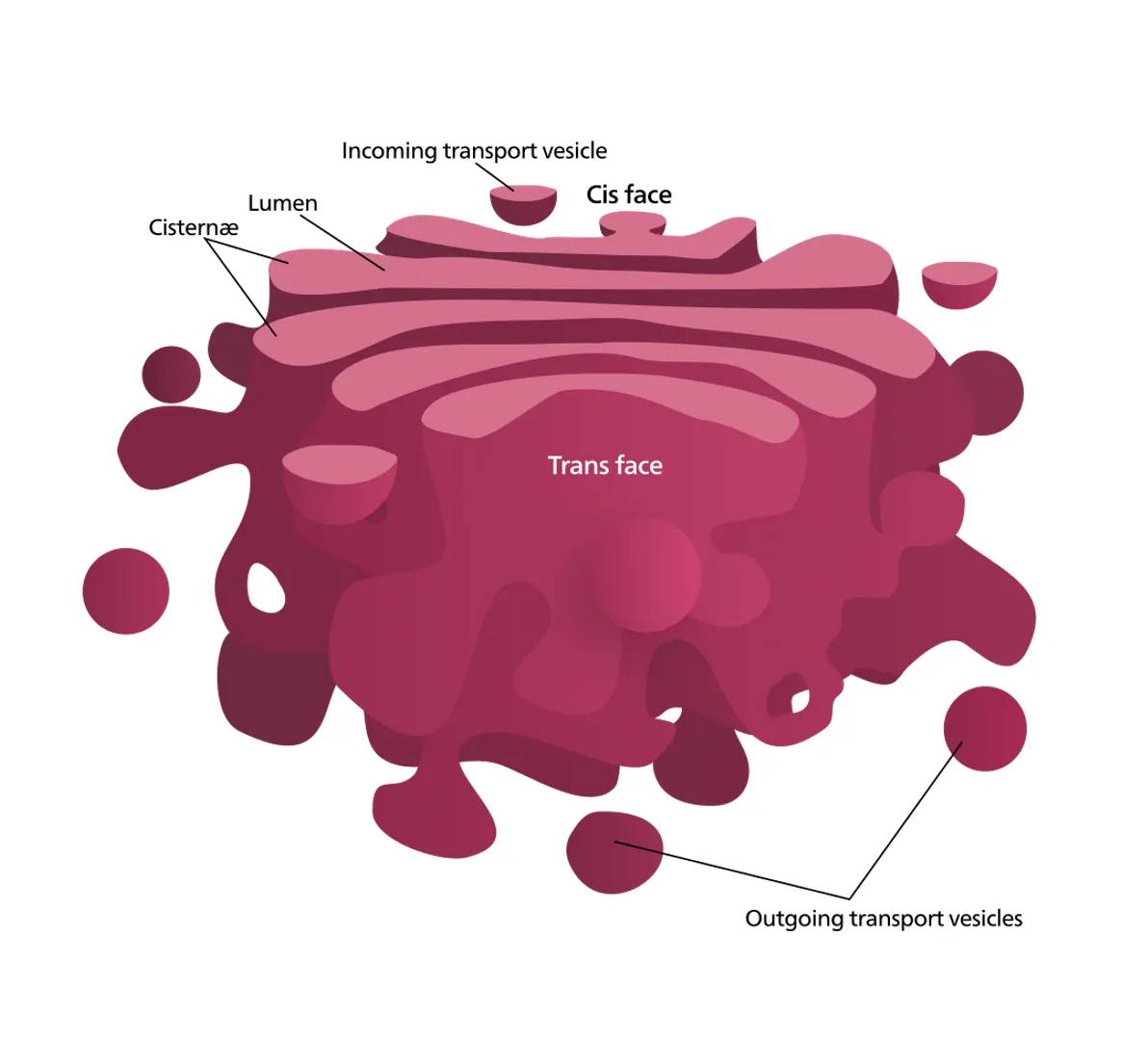 The Golgi Apparatus: Structure, Functions, And Cellular Importance